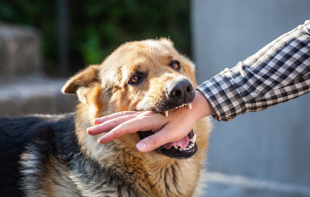 Will My Dog Bite Case Settle Out of Court? | Fitch Law Firm